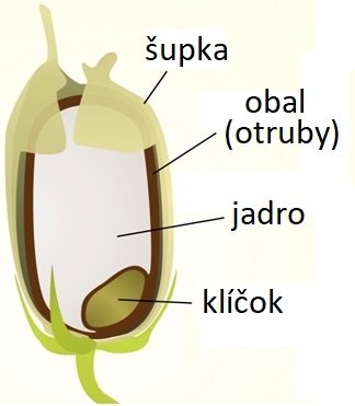 Hnedá vs. biela ryža: Ktorá je zdravšia a vhodná na chudnutie? • Protein.sk